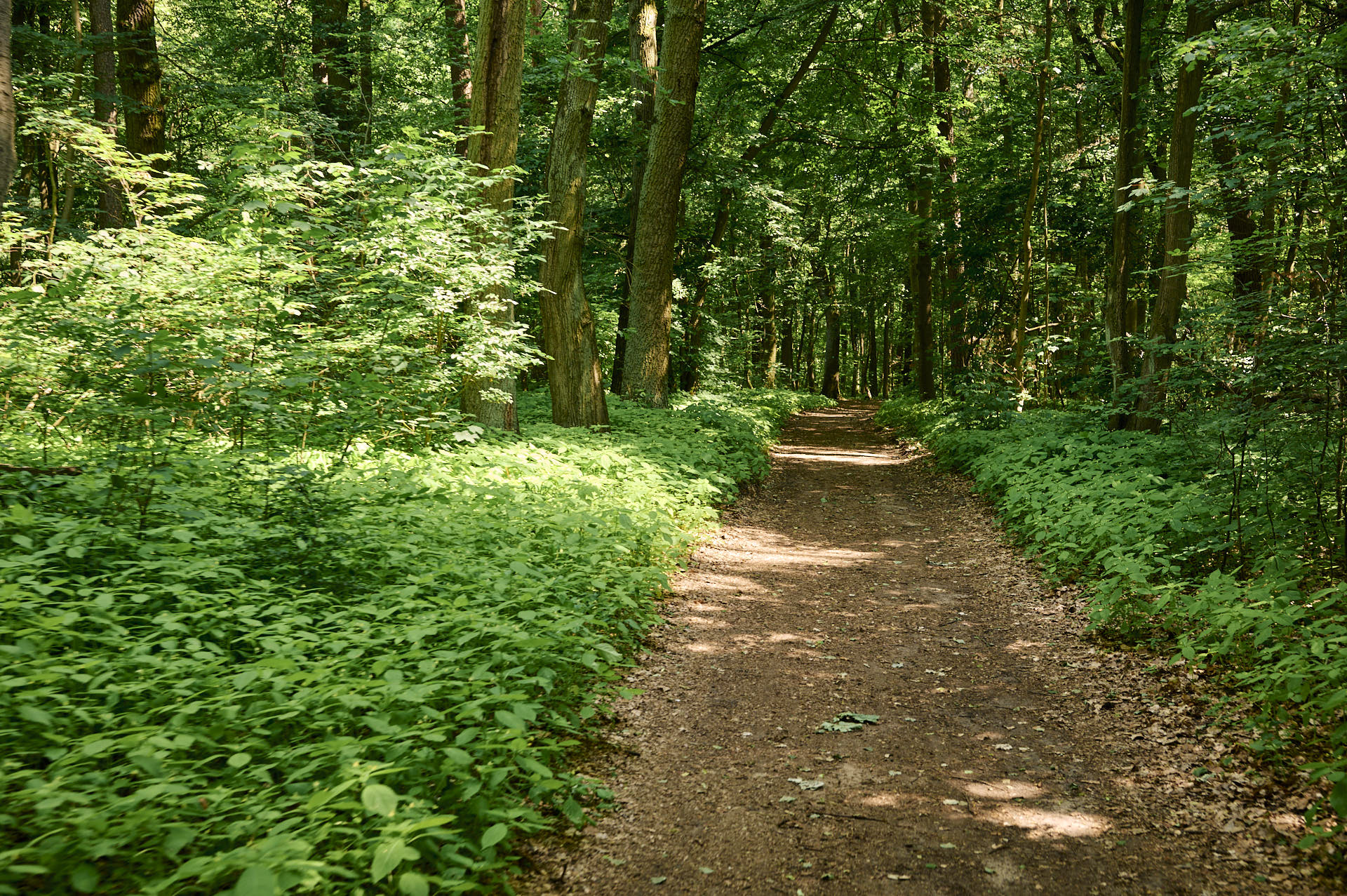 So verlaufen die etwas breiteren Wege durch den Wald. – HOME of TRAVEL