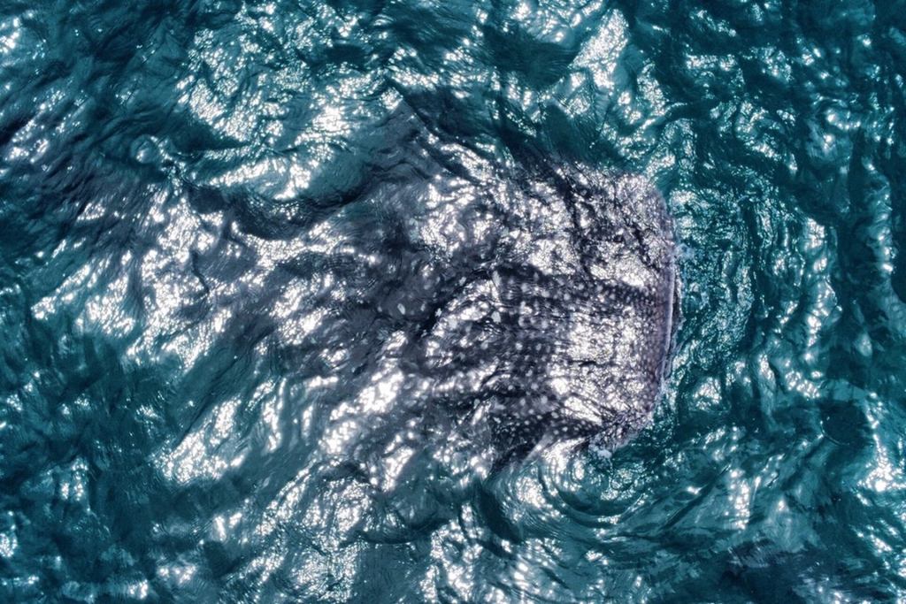 Whale Shark Watching in Donsol: Lohnt es sich?