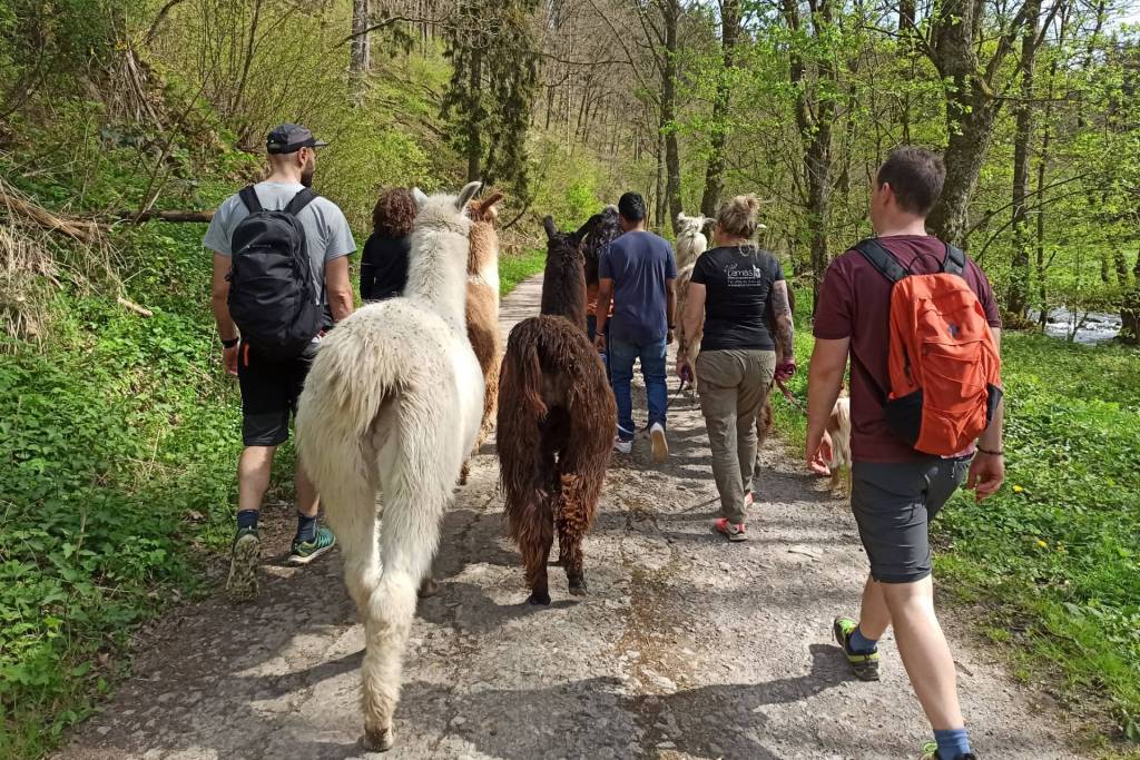 Lama- und Alpaka-Wanderung im Nationalpark Eifel – HOME of TRAVEL
