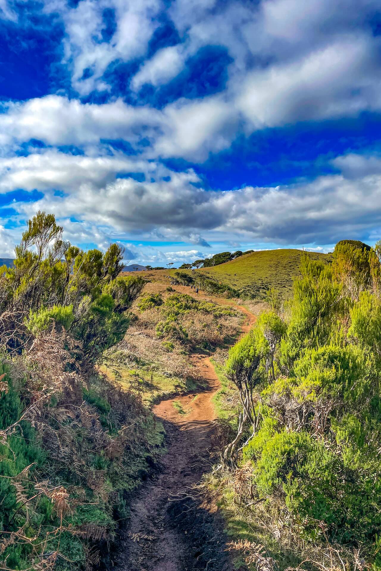Wanderweg PR13 nach Fanal, Madeira – HOME of TRAVEL