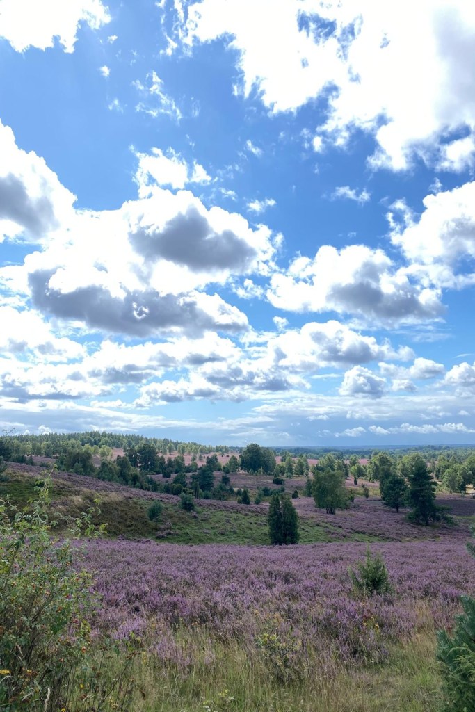 Lüneburger Heide zur Heideblüte: Wann und wo das violette Blütenmeer am ...